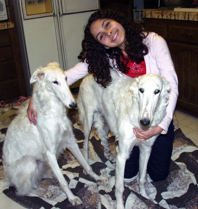 Borzoi at Gentle Giants Rescue and Adoptions