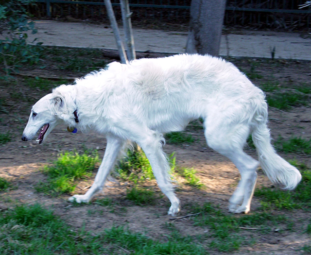 Borzoi at Gentle Giants Rescue and Adoptions